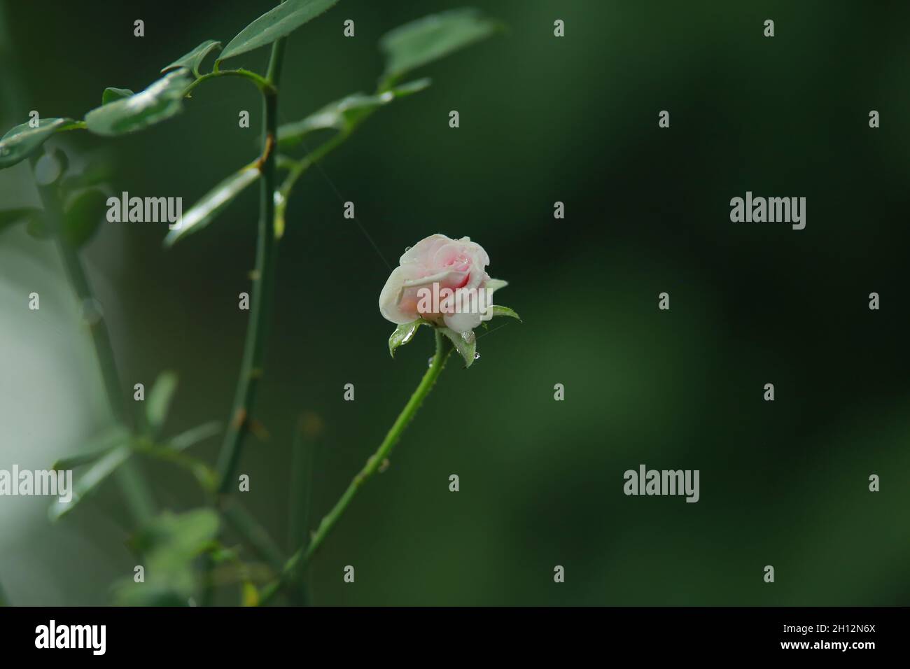 Selective focus of Hungarian rose flowers growing in a botanical garden ...