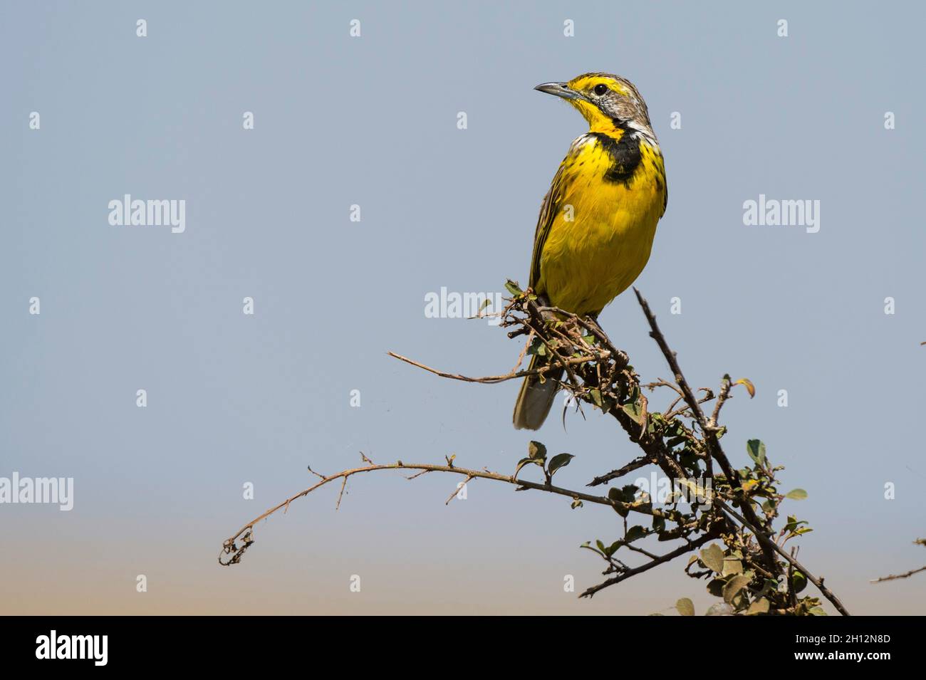 A yellow-throated longclaw, Macronyx croceus, perching on a tree branch ...