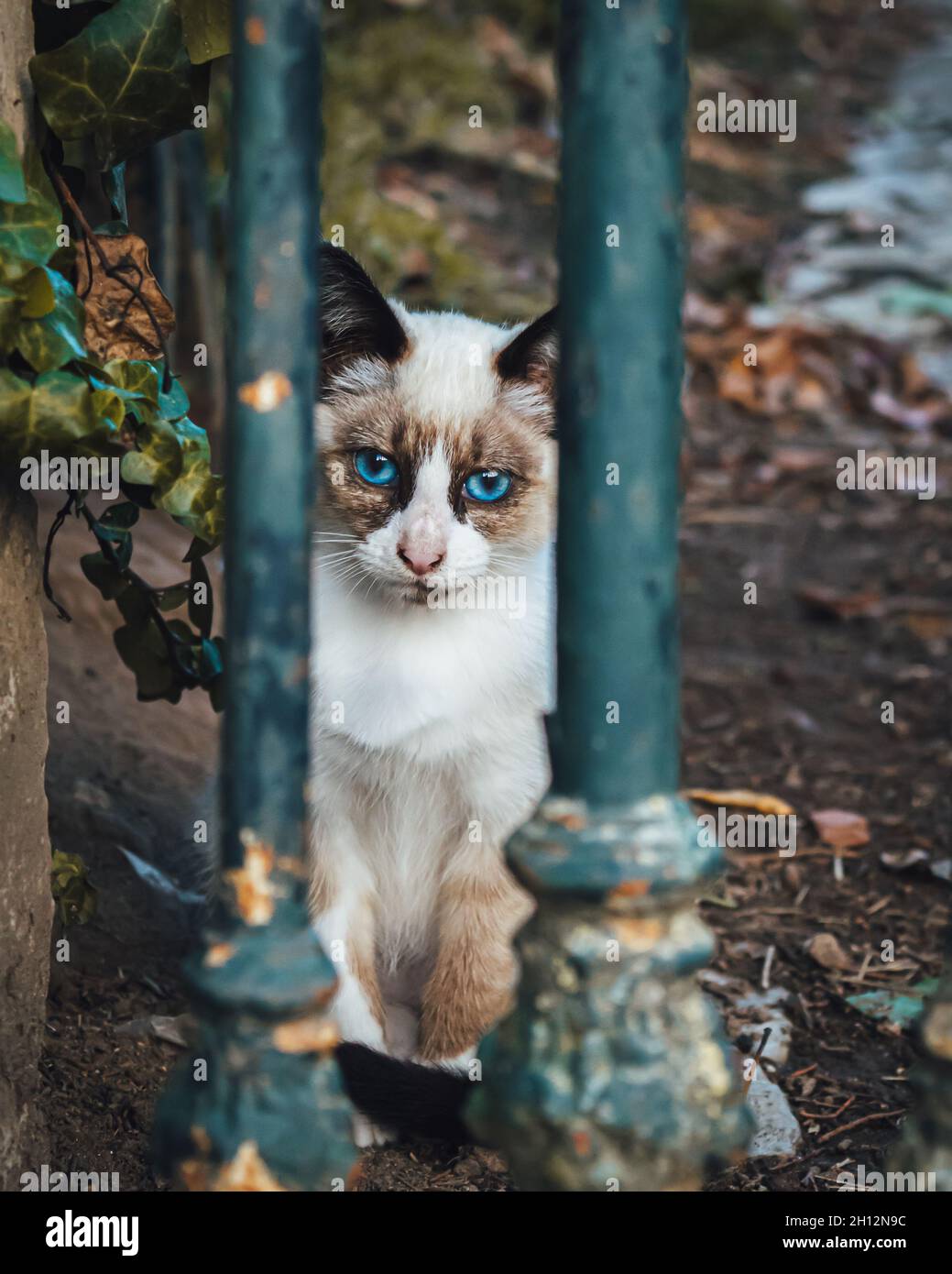 Selective of a cute kitten behind the railings in a park Stock Photo ...