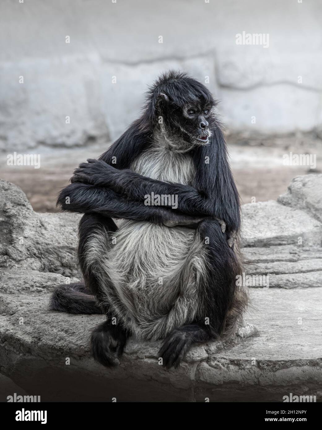 Vertical shot of a pregnant spider monkey sitting on a ground Stock ...