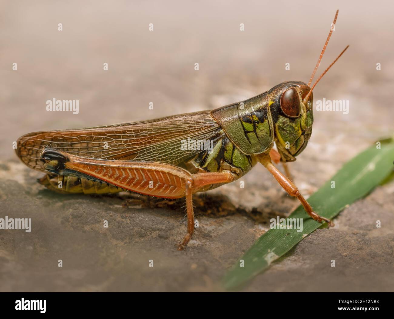 Closeup shot of a red-legged grasshopper (Melanoplus femurrubrum) with ...