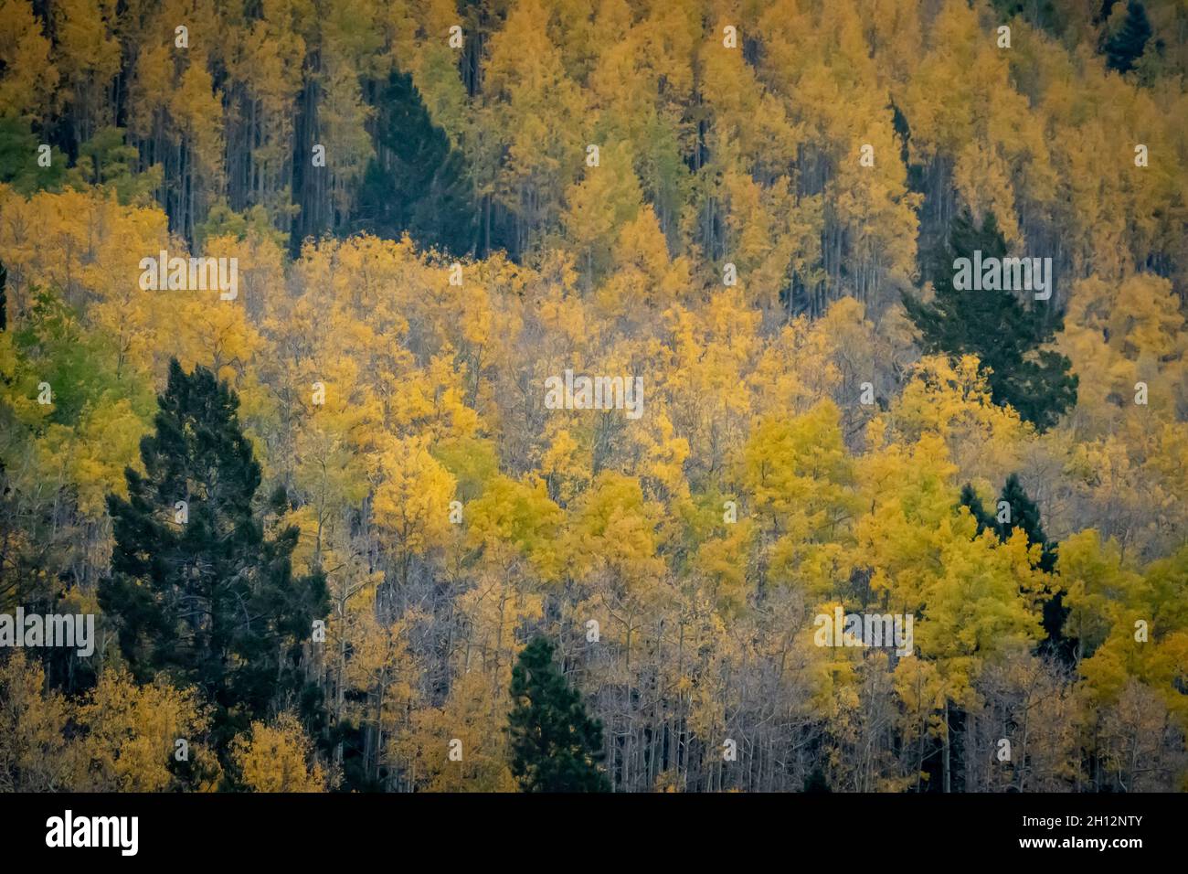 Quaking aspen in the Santa Fe National Forest (SFNF) turn yellow during ...