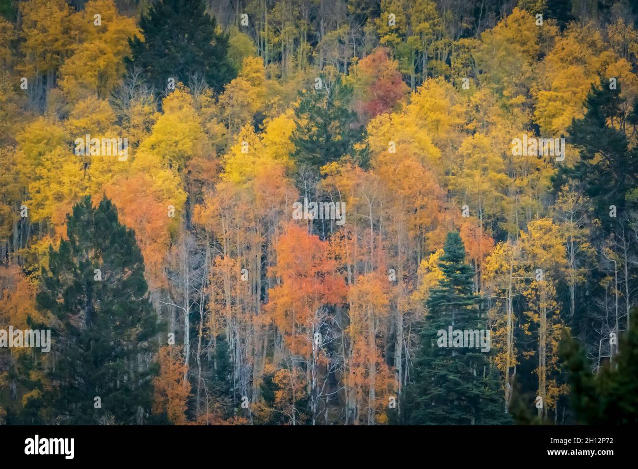 Quaking aspen in the Santa Fe National Forest (SFNF) turn yellow during ...