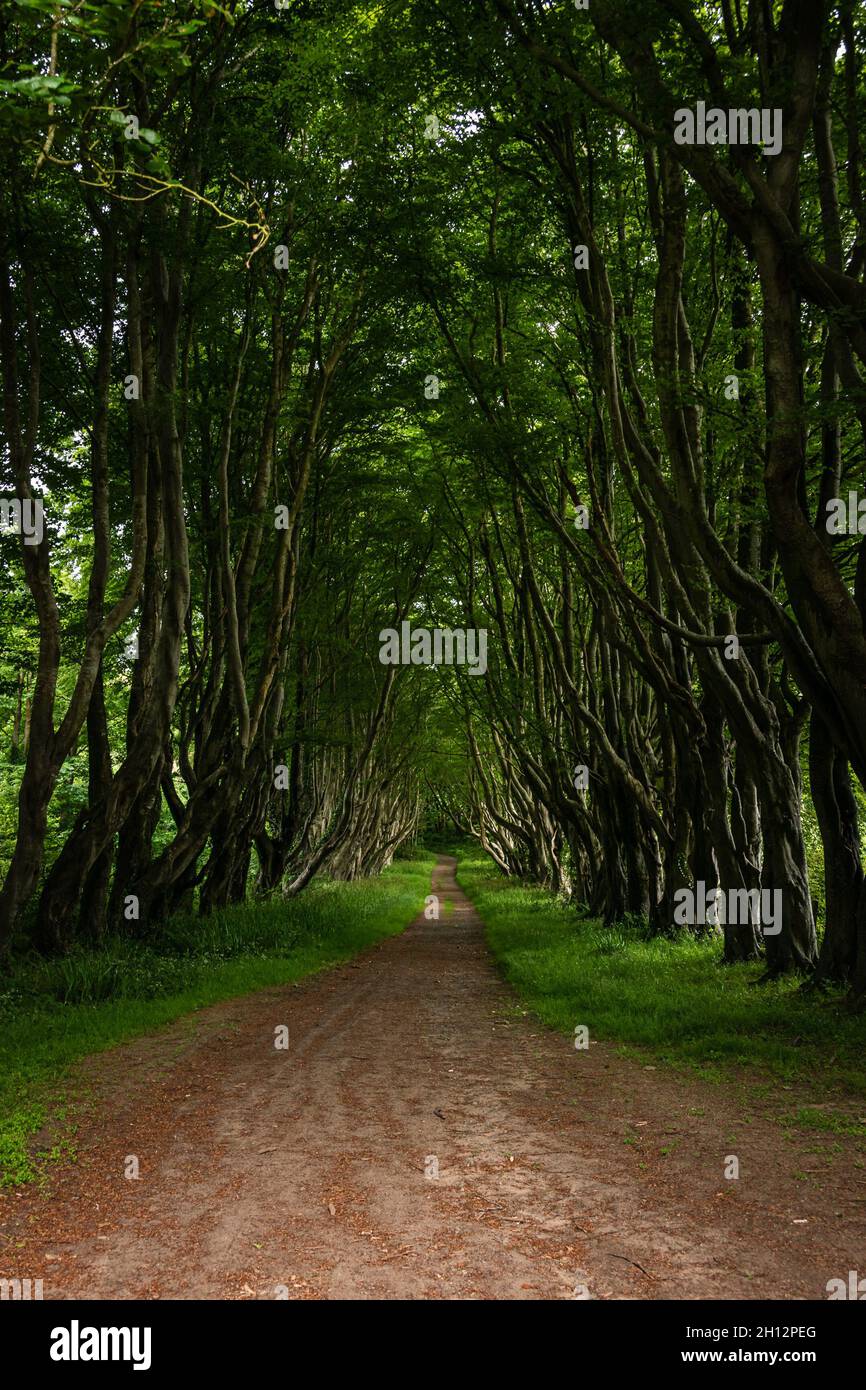 Summer in scotland trees hi-res stock photography and images - Alamy