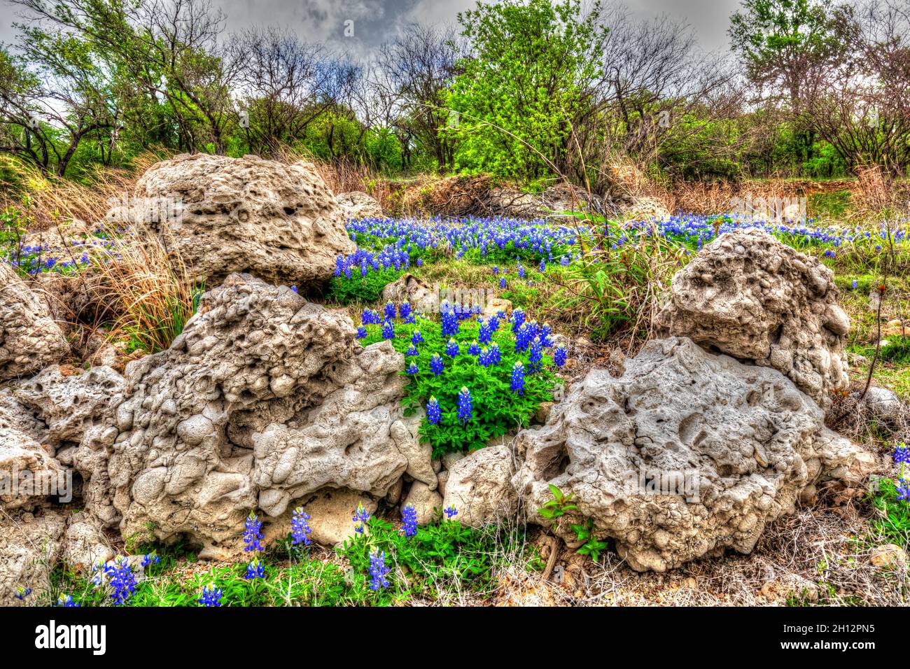Texas bluebonnets at Lake Travis in Austin Texas Stock Photo - Alamy