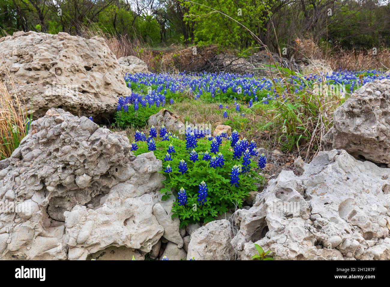 Texas bluebonnets at Lake Travis in Austin Texas Stock Photo - Alamy