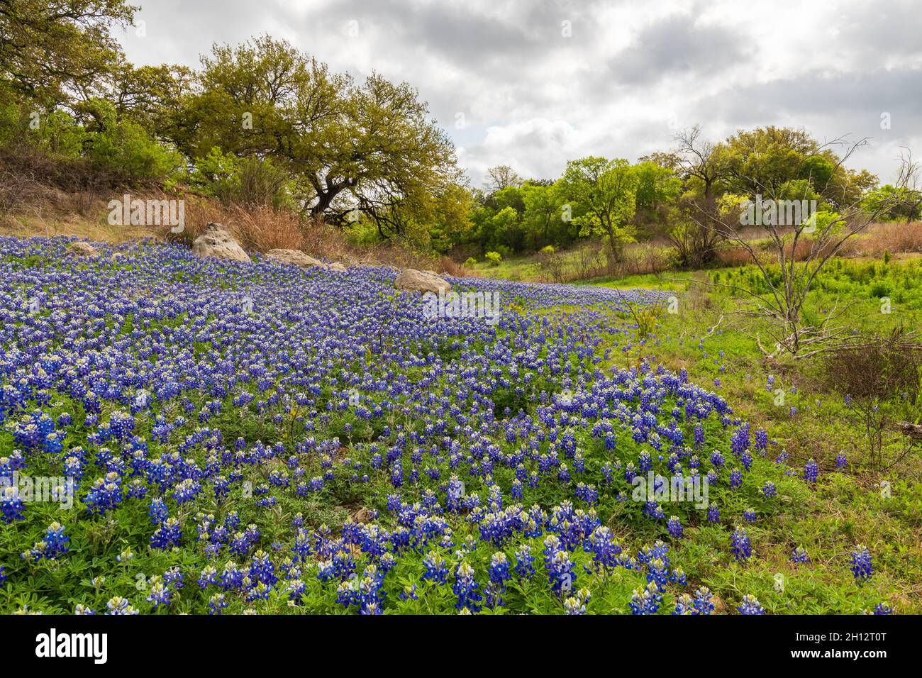 Texas bluebonnets at Lake Travis in Austin Texas Stock Photo - Alamy