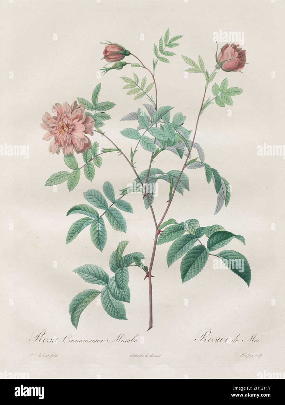 Les Roses: Rosa cinnamomea, 1817-1824. Henry Joseph Redouté (French ...