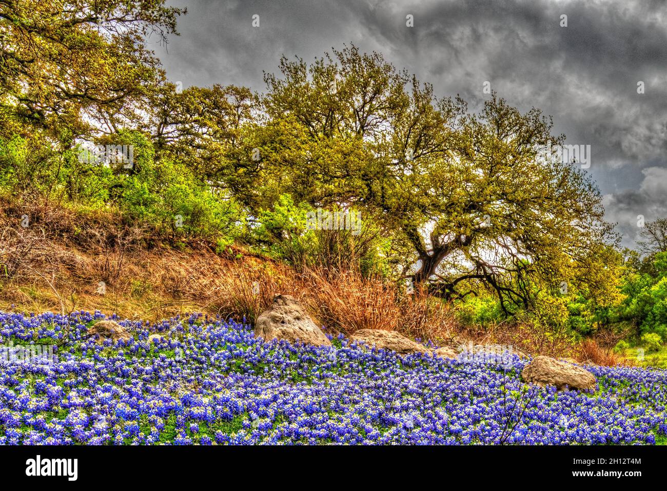 Texas bluebonnets at Lake Travis in Austin Texas Stock Photo - Alamy