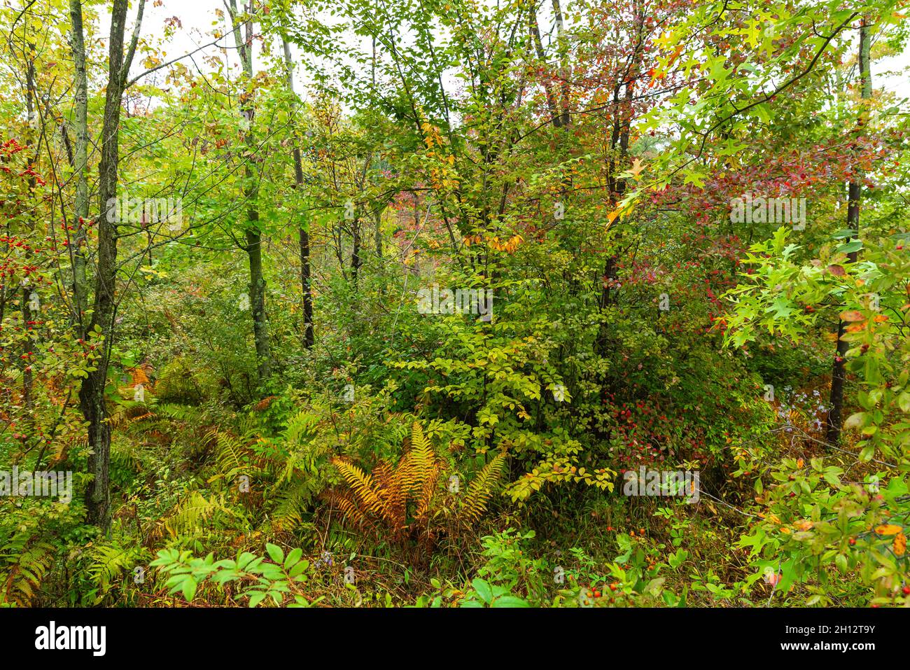 Indiana dunes national park hiking hi-res stock photography and images ...