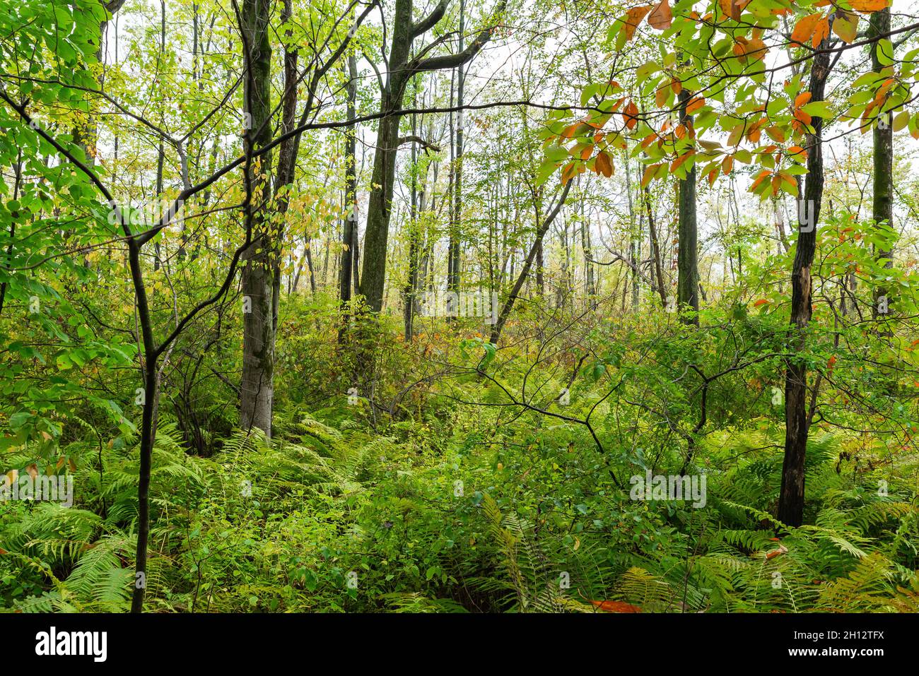 Indiana dunes national park hiking hi-res stock photography and images ...