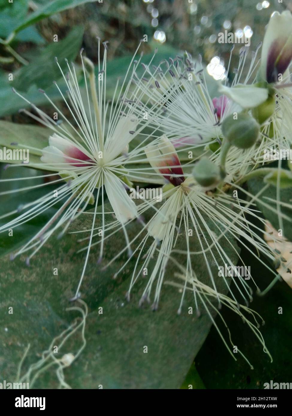 The Capparaceae or Capparidaceae, commonly known as the caper family ...