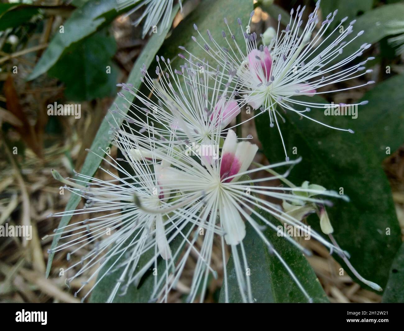 The Capparaceae or Capparidaceae, commonly known as the caper family ...