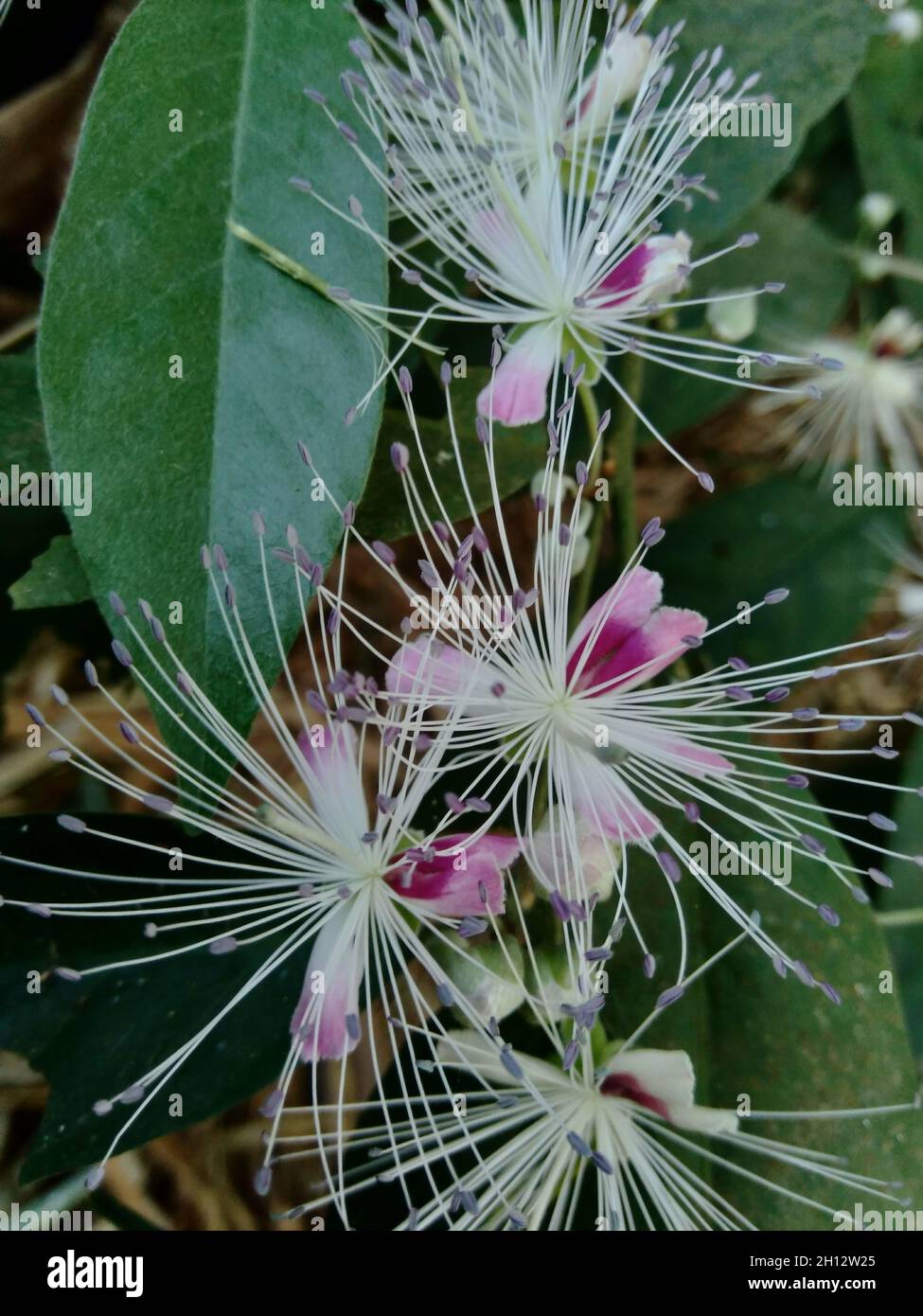 The Capparaceae or Capparidaceae, commonly known as the caper family ...