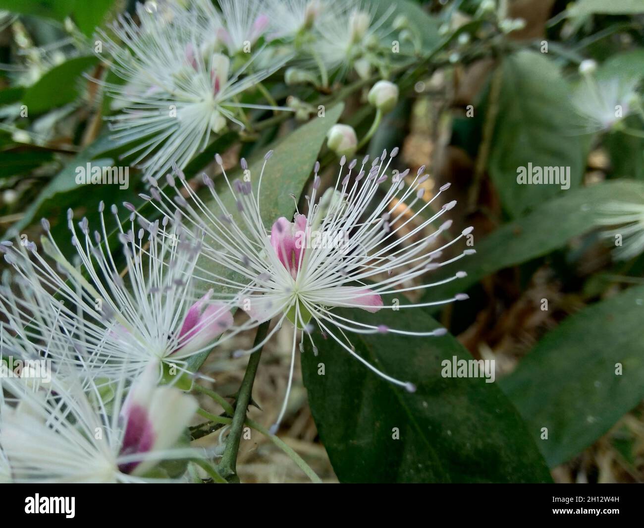 The Capparaceae or Capparidaceae, commonly known as the caper family ...