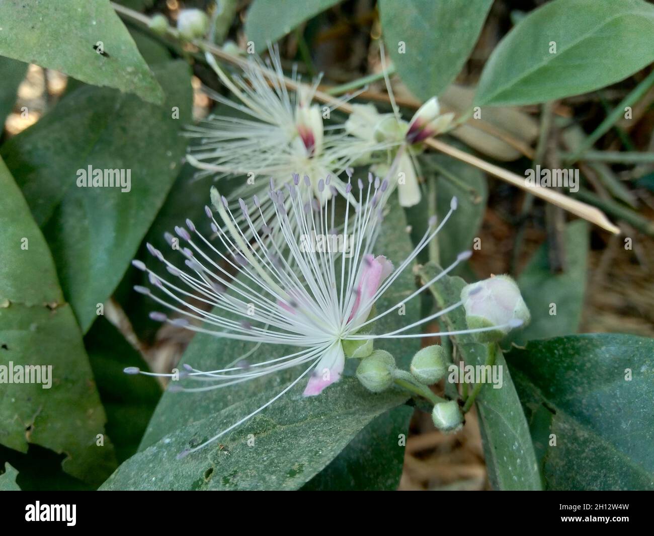 The Capparaceae or Capparidaceae, commonly known as the caper family ...