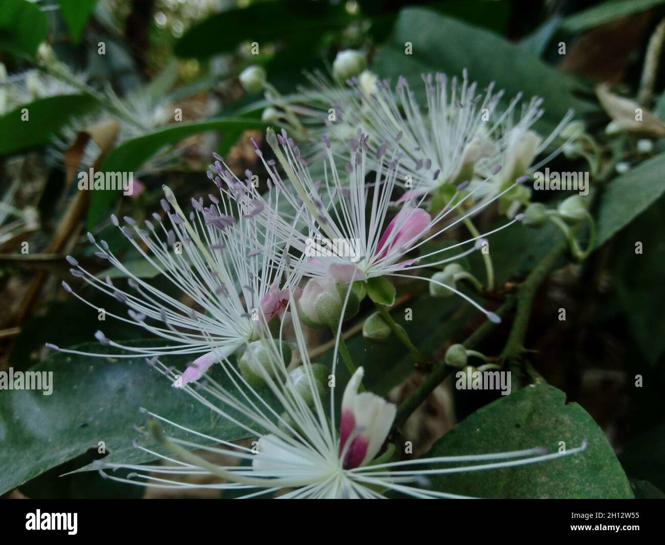 The Capparaceae or Capparidaceae, commonly known as the caper family ...