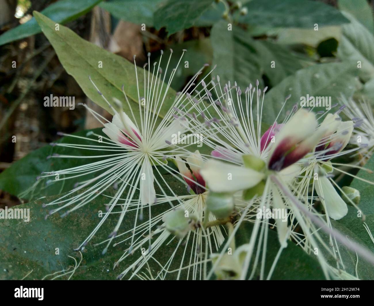 The Capparaceae or Capparidaceae, commonly known as the caper family ...