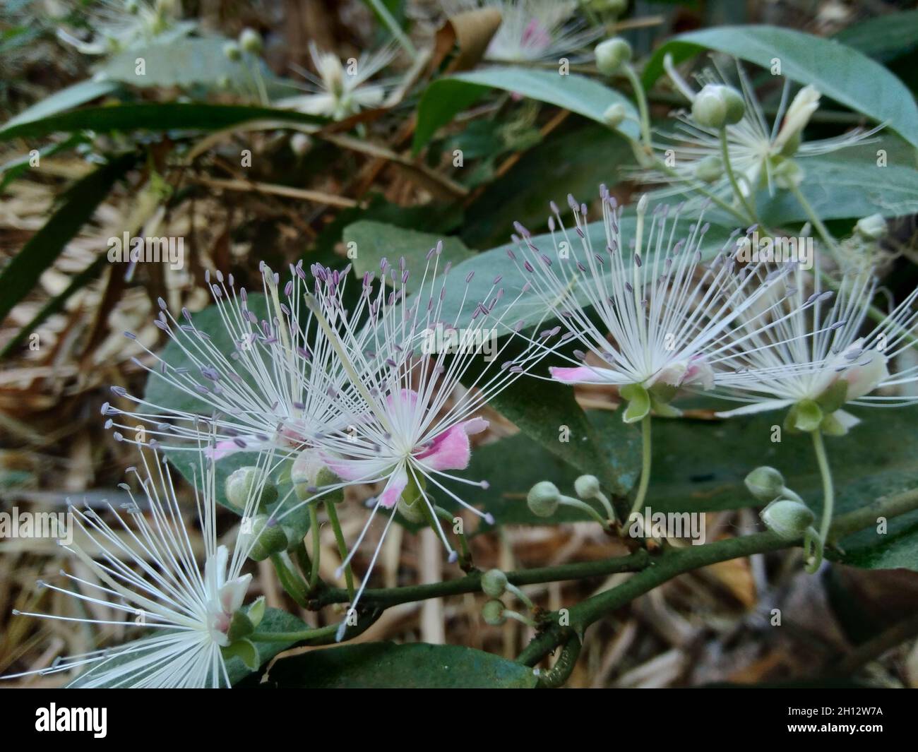 The Capparaceae or Capparidaceae, commonly known as the caper family ...