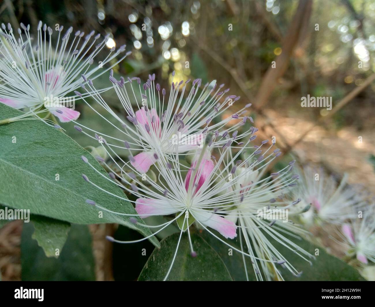 The Capparaceae or Capparidaceae, commonly known as the caper family ...
