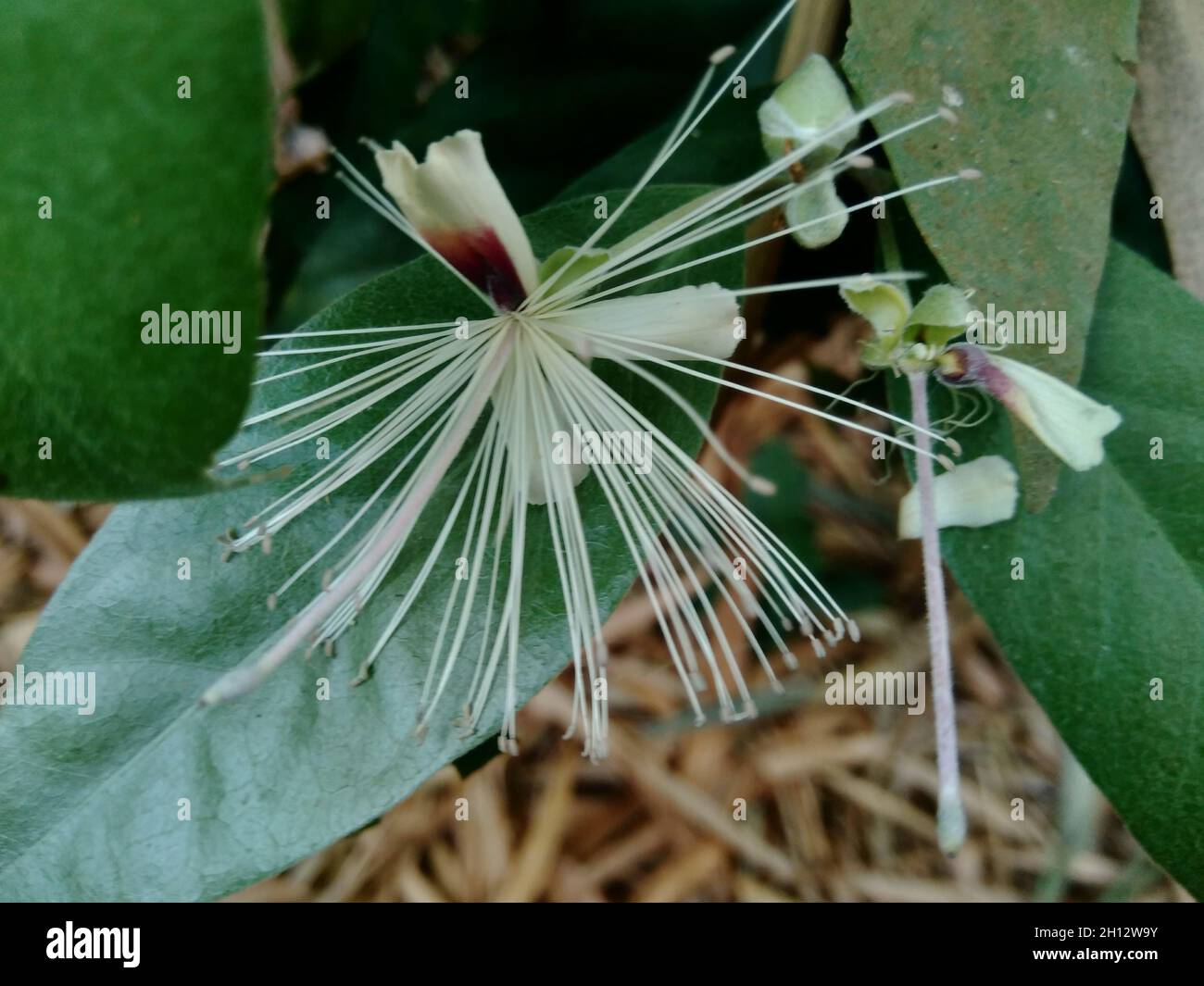 The Capparaceae or Capparidaceae, commonly known as the caper family ...