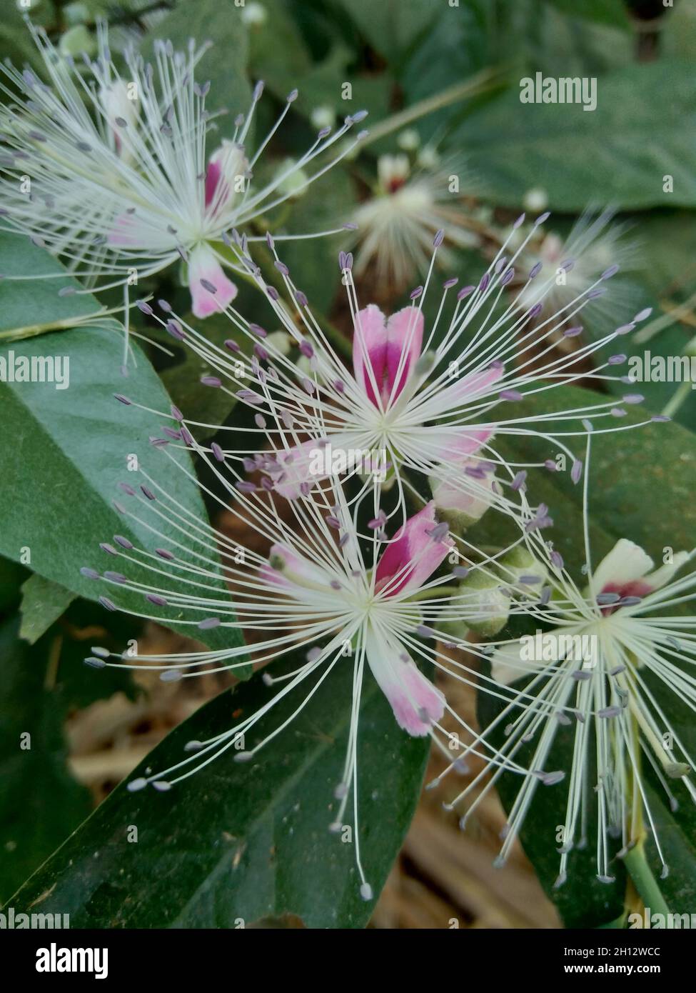 The Capparaceae or Capparidaceae, commonly known as the caper family ...