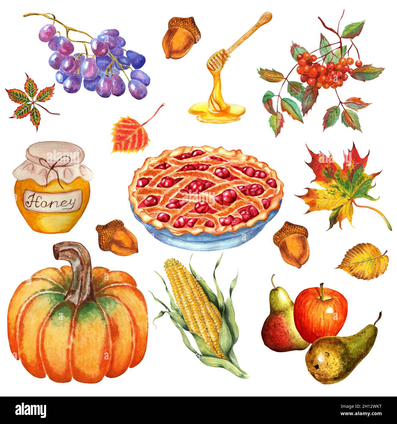 Thanksgiving set. Pumpkin, cherry pie, apples and pears, corn, grapes ...