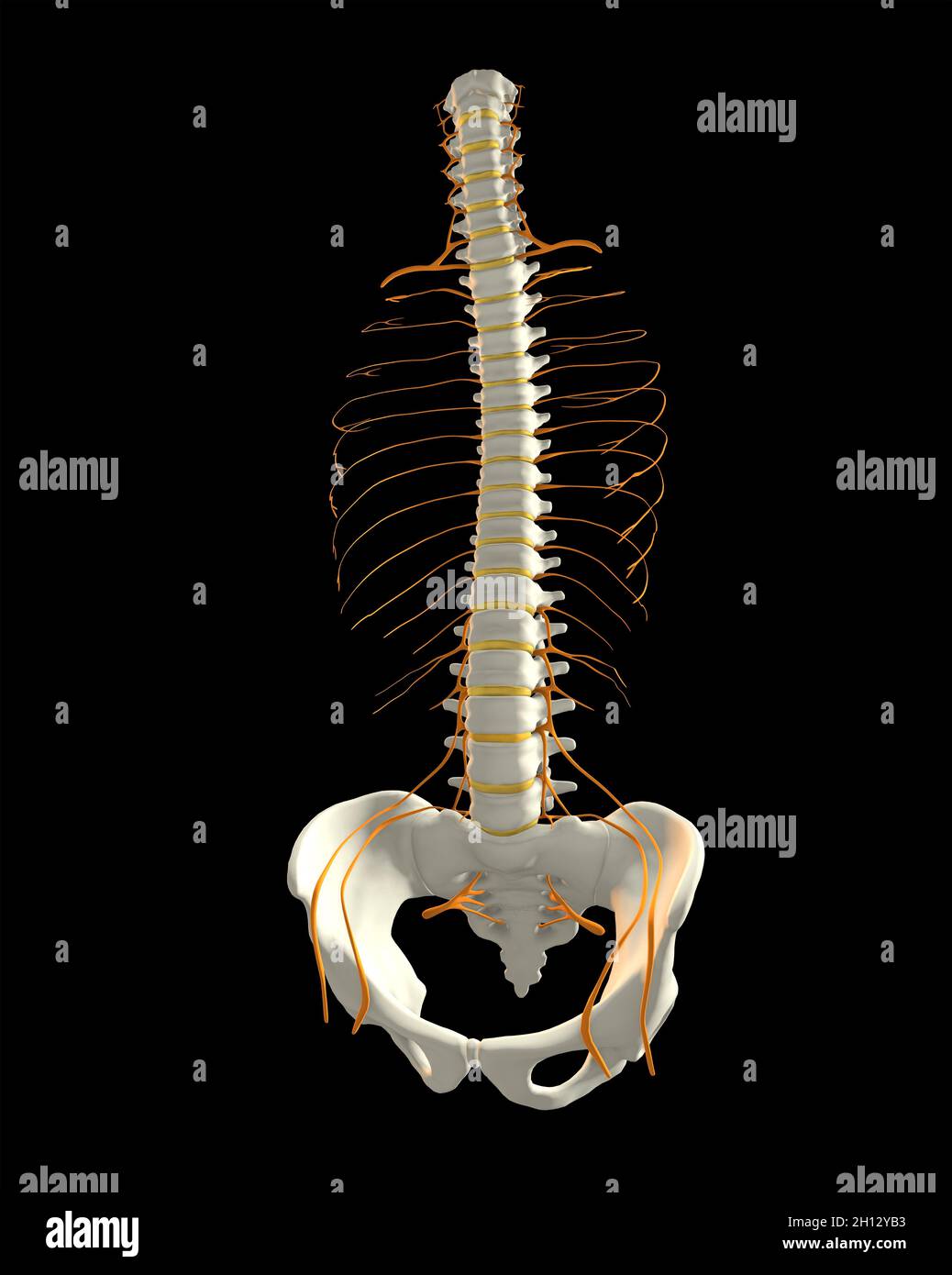 Human spine with spinal cord, illustration Stock Photo - Alamy