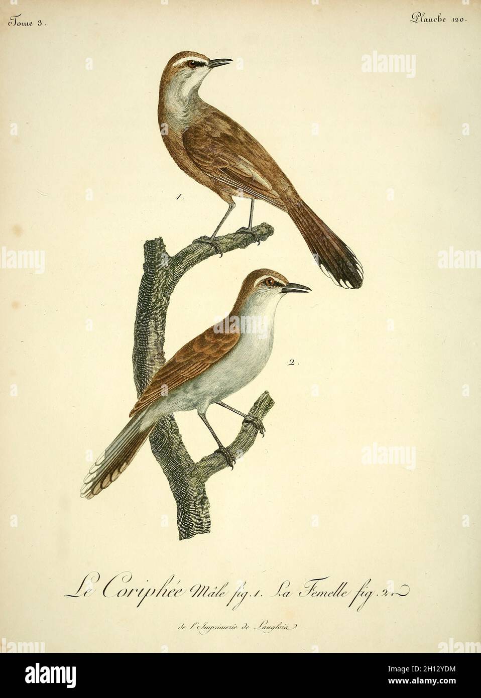 Karoo robin hi-res stock photography and images - Alamy