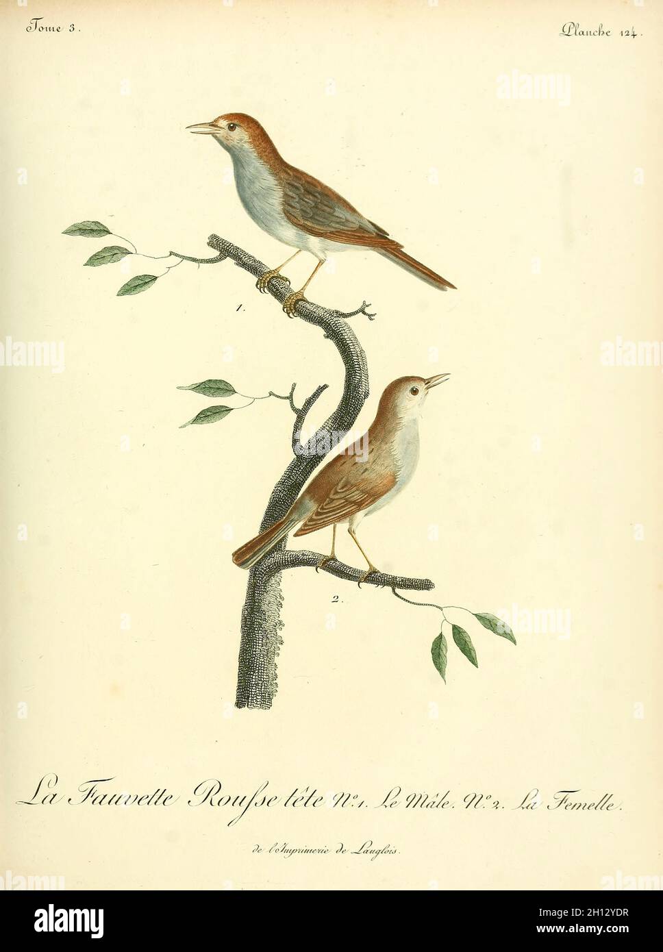 Red-headed warbler, 18th century illustration Stock Photo - Alamy