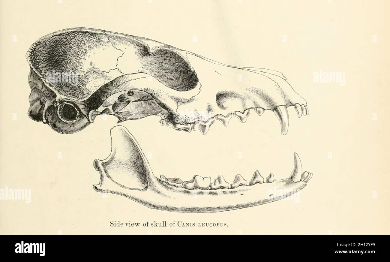 Fox skull hi-res stock photography and images - Alamy
