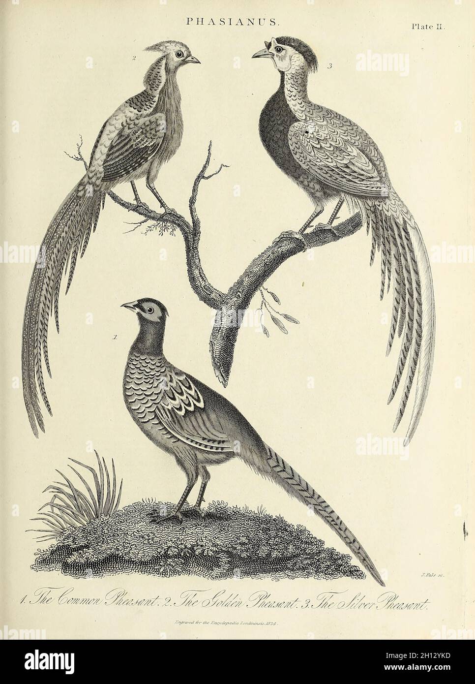 Pheasants, 19th century illustration Stock Photo - Alamy