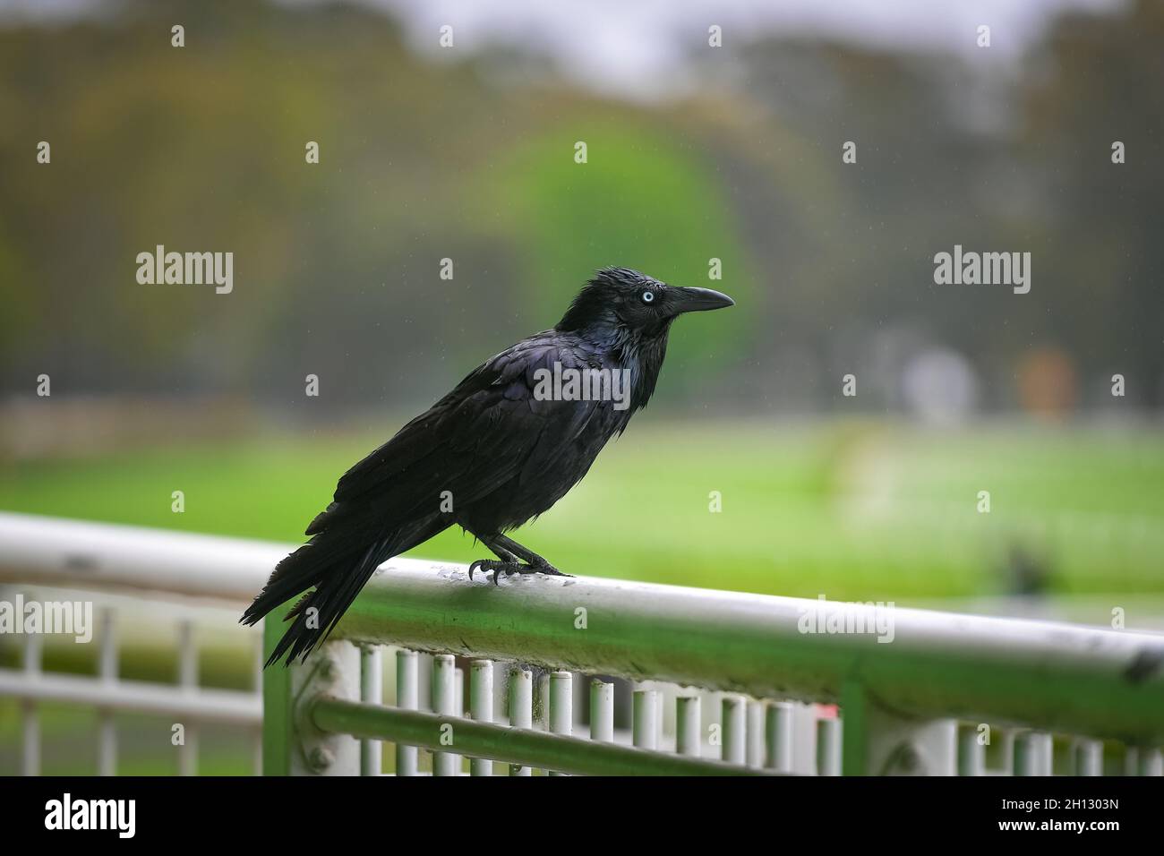 Black Australian crow sitting on a metal white fence Stock Photo - Alamy