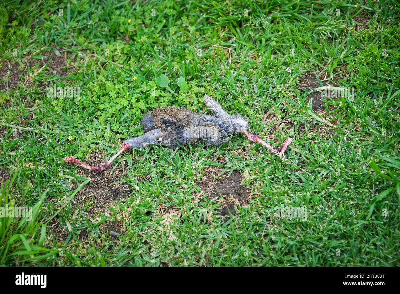 Dead bird, carcass of a baby bird laying on the grass Stock Photo - Alamy