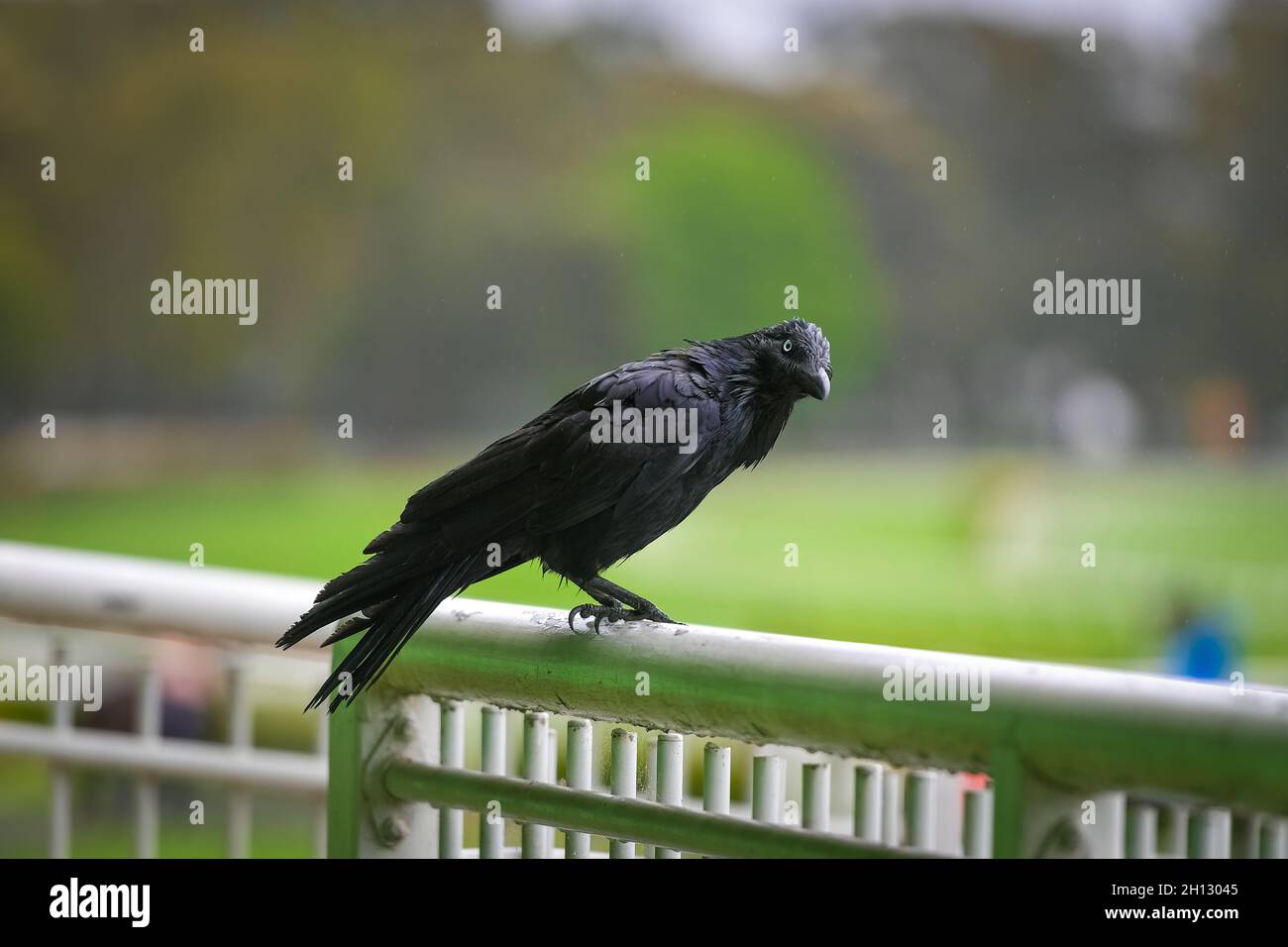 Australian Crow High Resolution Stock Photography and Images - Alamy