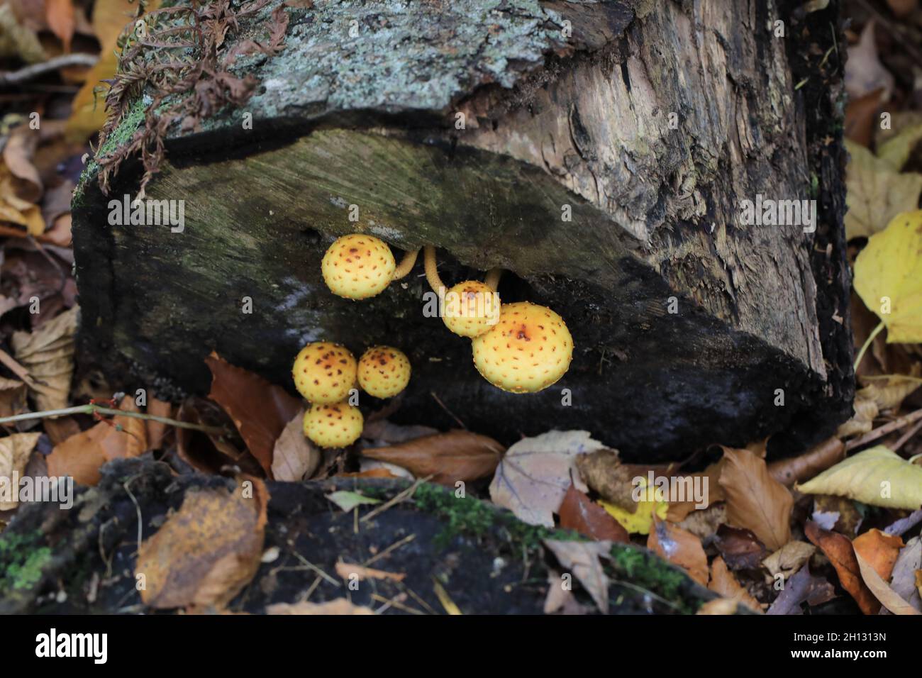 autumn wood-destroying fungi in the park Stock Photo - Alamy