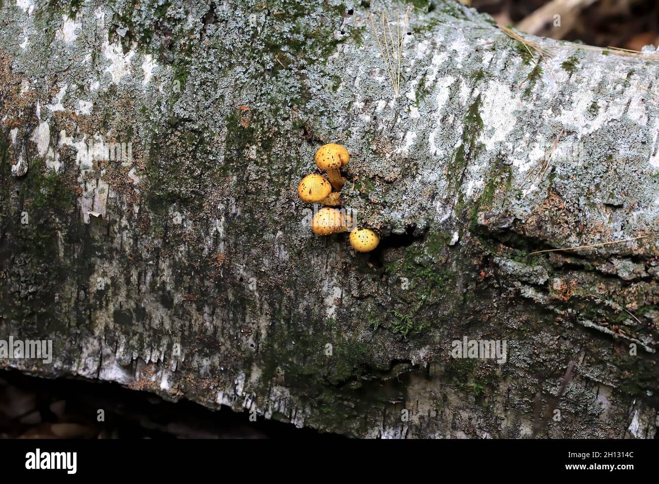 autumn wood-destroying fungi in the park Stock Photo - Alamy