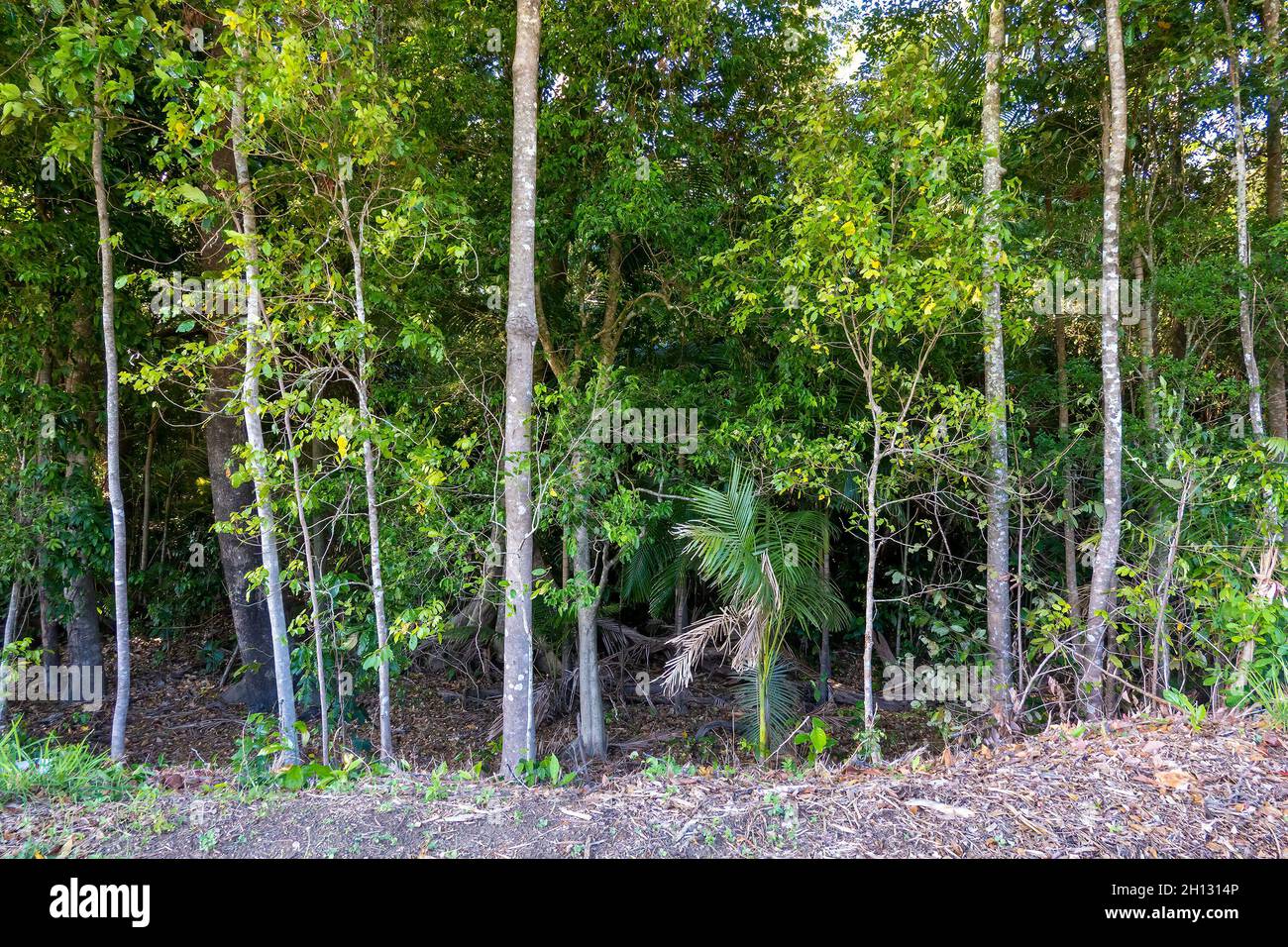 A thick stand of tropical trees and palms on the side of the road ...