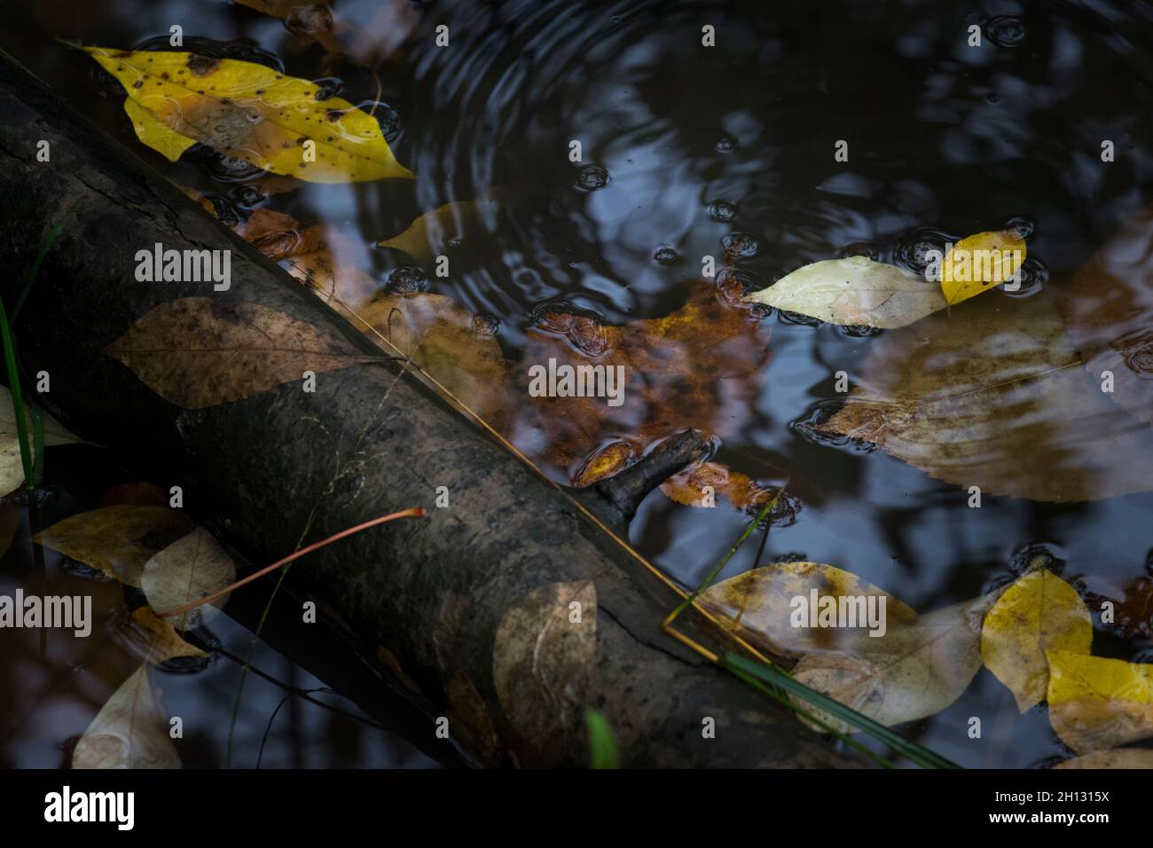 Colours in nature hi-res stock photography and images - Alamy