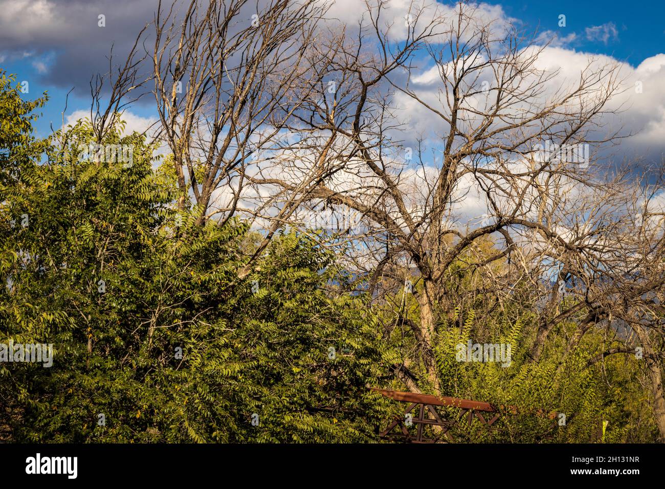 Dead trees make early autumn look like winter Stock Photo - Alamy