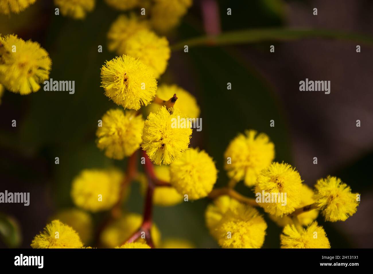 Golden Wattle in Australia Stock Photo - Alamy