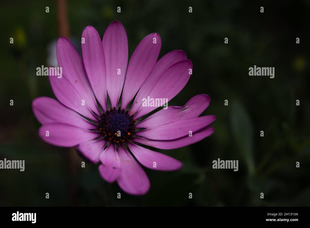 Pinky purple African Daisy in Australia Stock Photo - Alamy