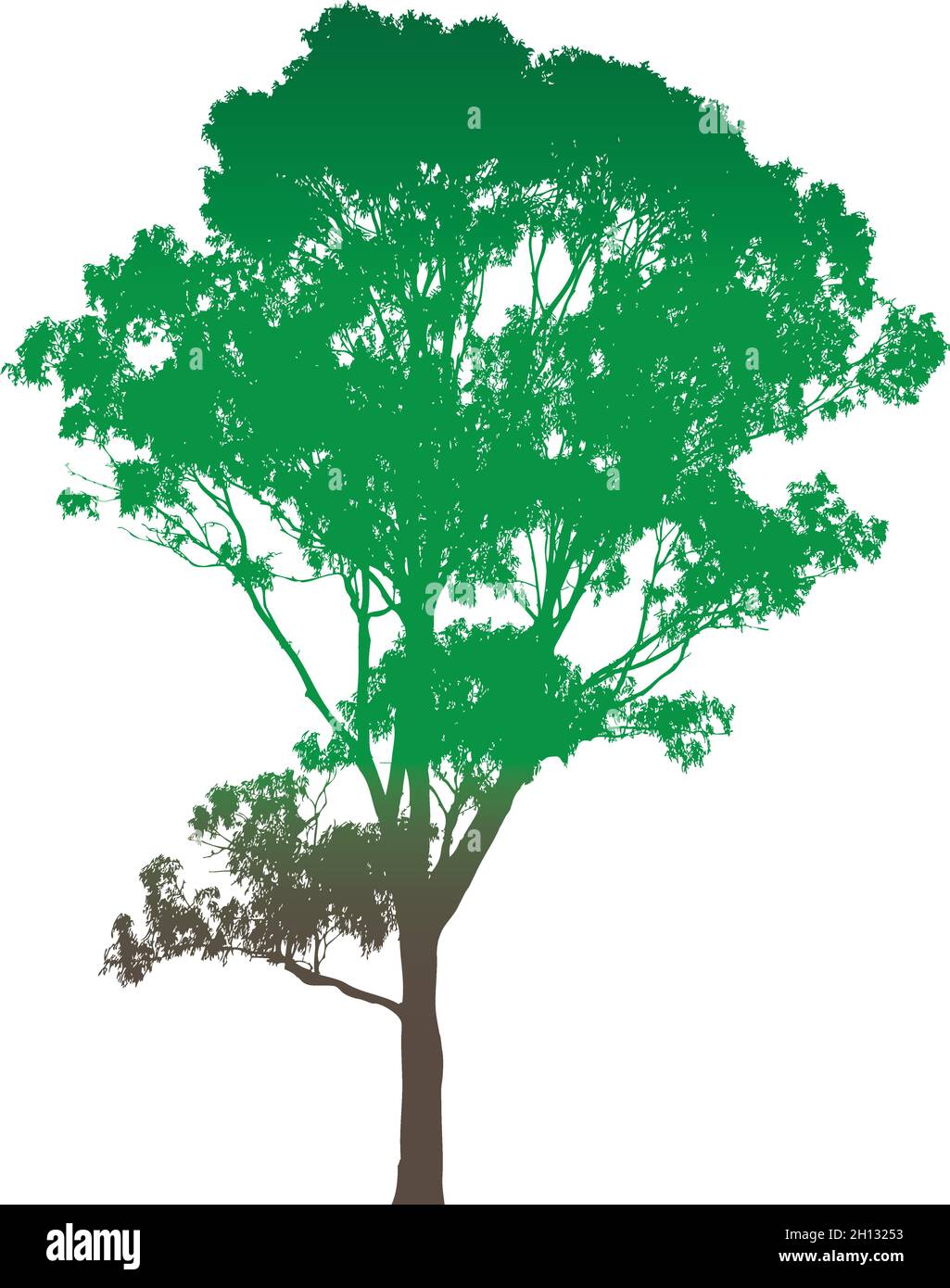Acacia tree isolated on Stock Vector Images - Alamy
