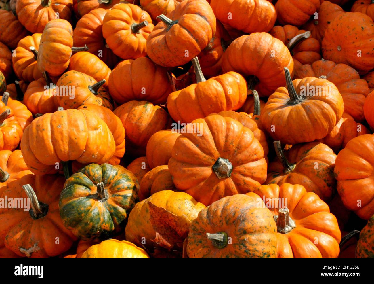 Bright orange mini pumpkins hi-res stock photography and images - Alamy