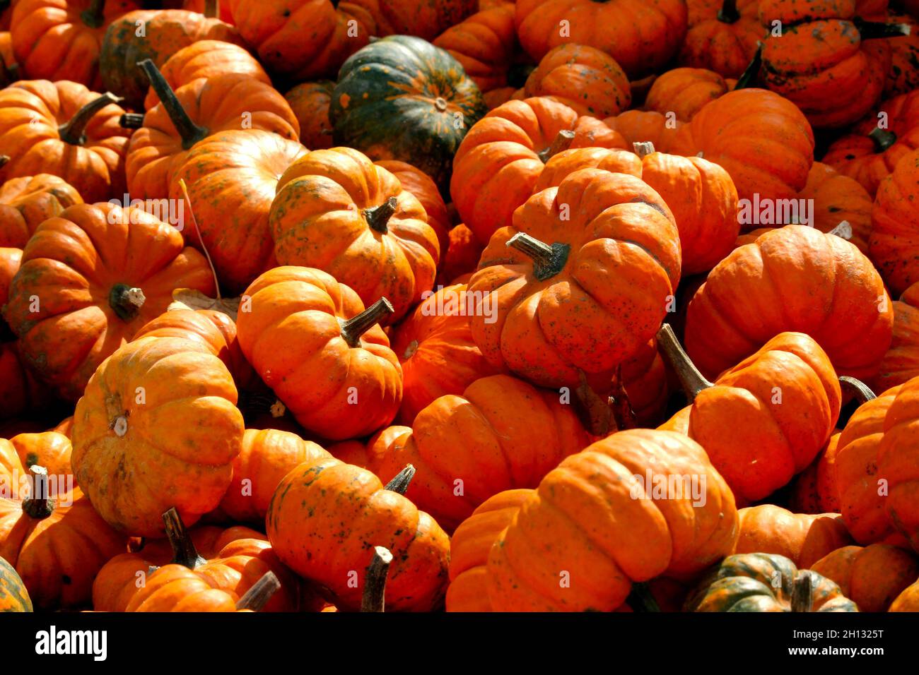 Mini pumpkins heap halloween hi-res stock photography and images - Alamy