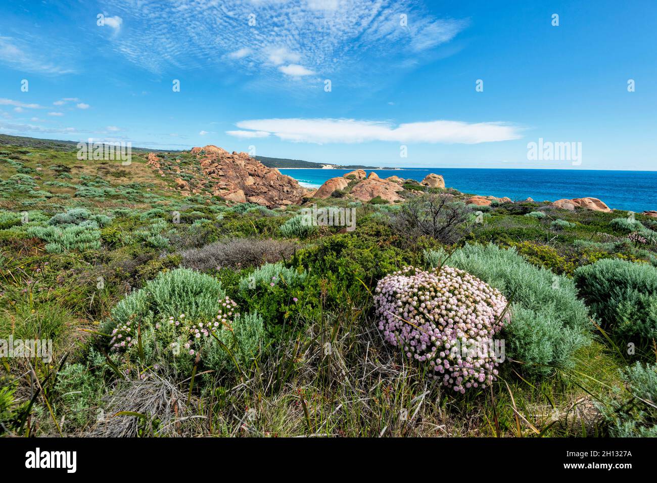 Wildflowers along scenic coastline in spring at Wyadup Rocks, Leeuwin ...