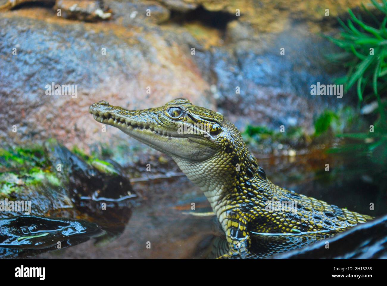 Crocodile hatchling hi-res stock photography and images - Alamy