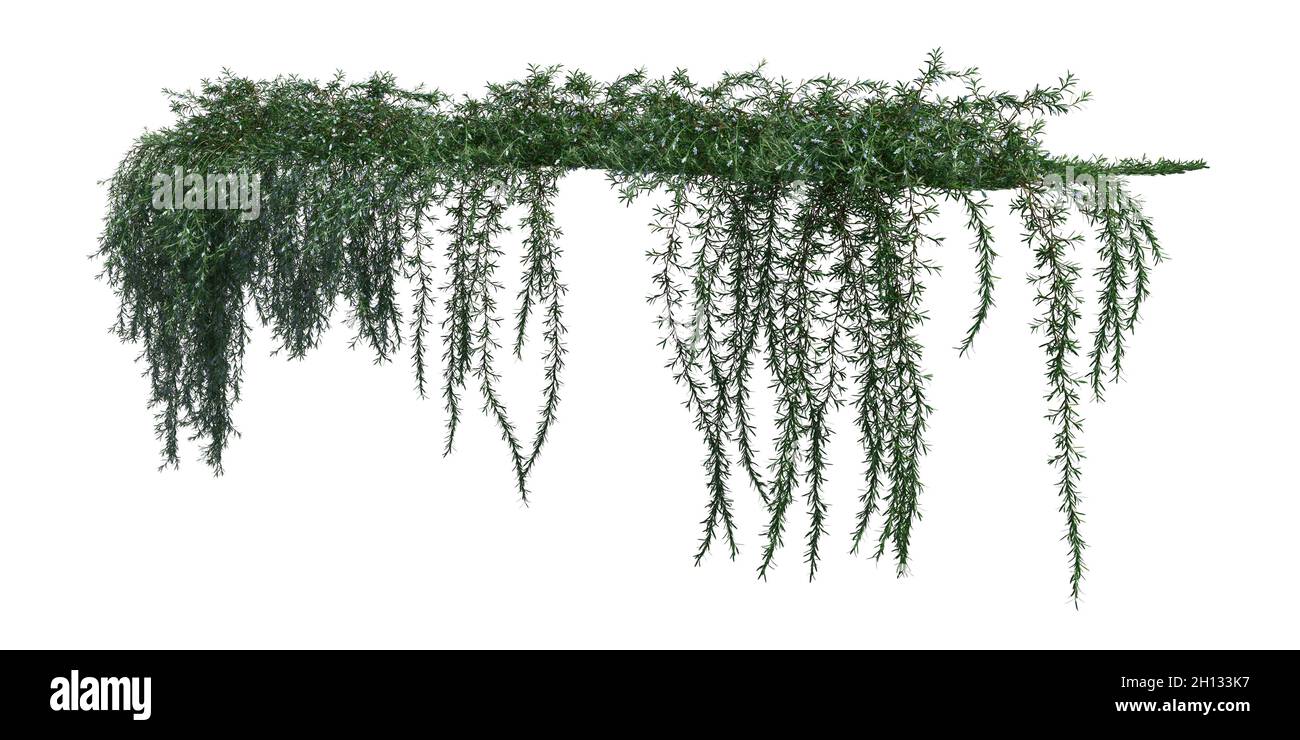 3D illustration climbing plants creepers isolated on white background ...