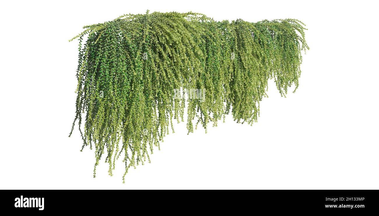 3D illustration climbing plants creepers isolated on white background ...