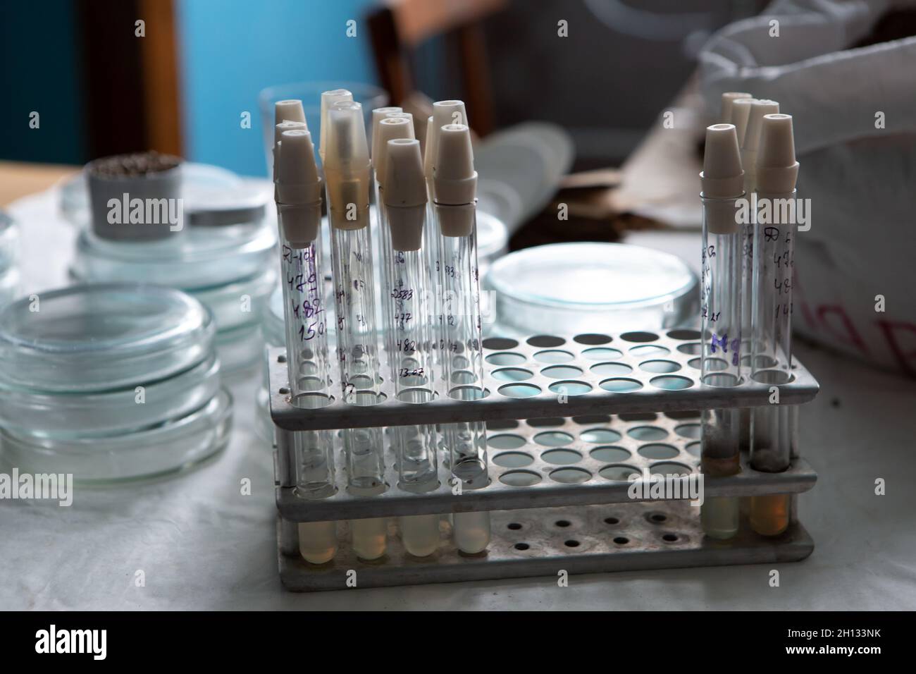 Laboratory experiments with hemp sativa Stock Photo - Alamy